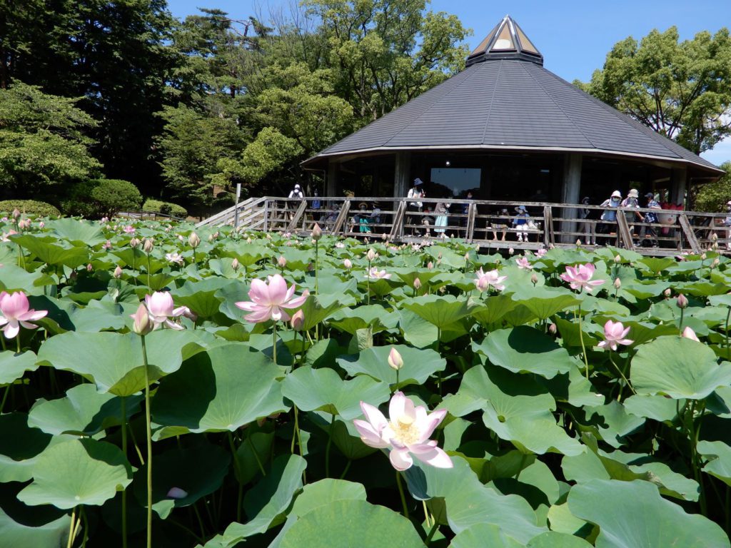 81191_011_32086146_1_5_dscn1931-1-5mb | 芸術教養学科WEB卒業研究展 | 京都芸術大学通信教育課程